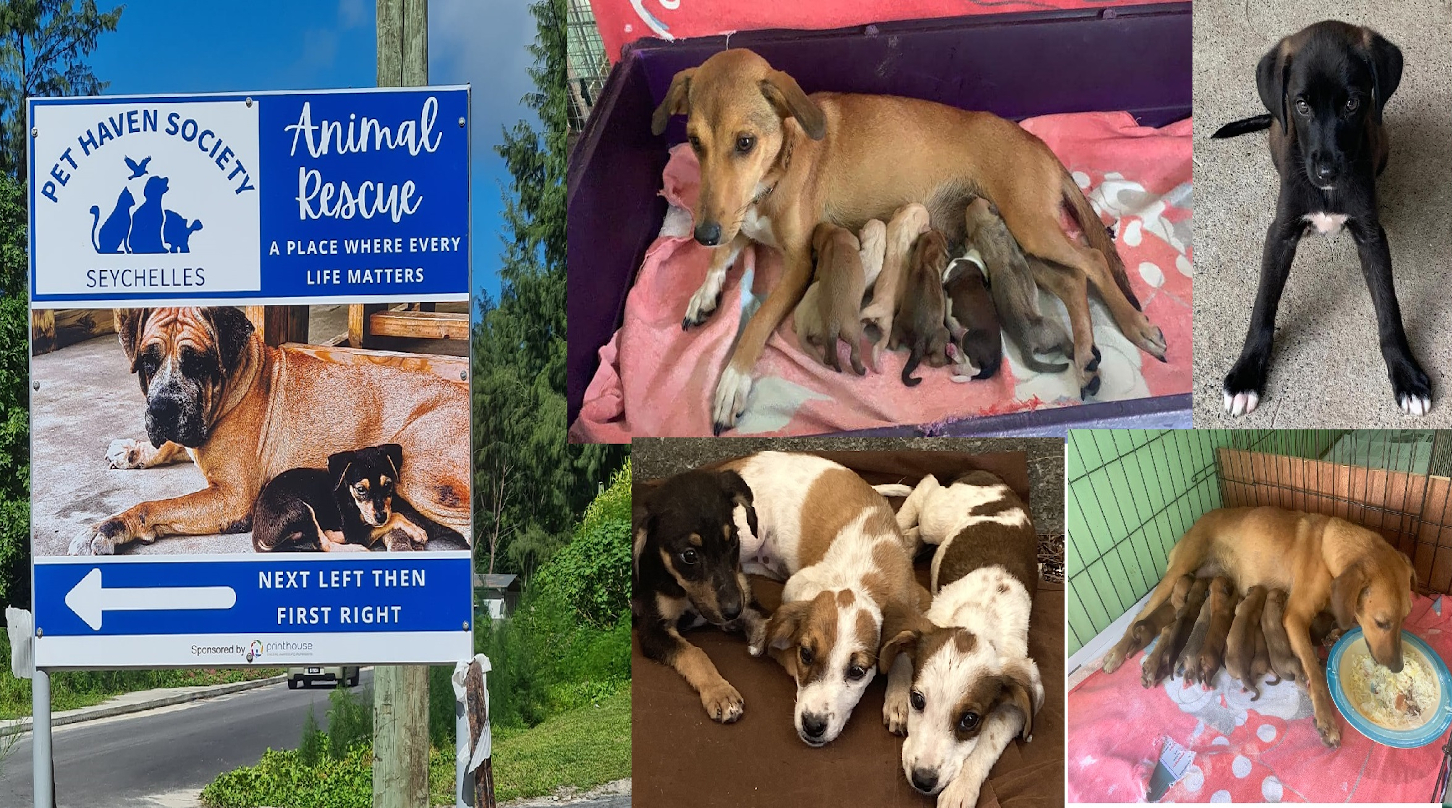 Pet Haven Society – Schutz von Streunern auf den Seychellen